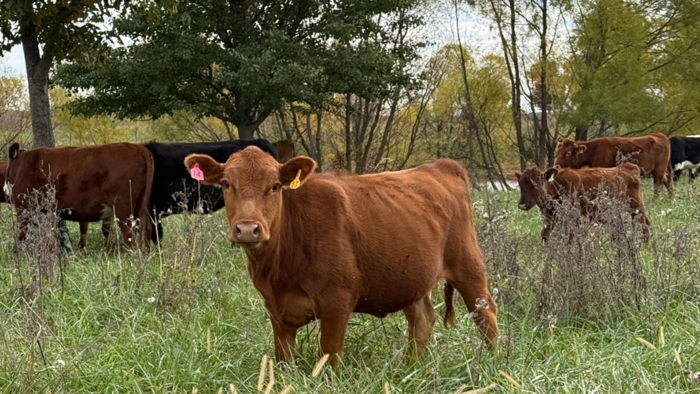 How Healthy Soil Creates Nutrient-Dense Grass-Fed Beef | Tyner Pond ...